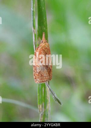 Reticulated Fruitworm Moth (Cenopis reticulatana Stock Photo - Alamy