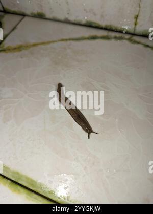 Chinese Slug (Meghimatium bilineatum Stock Photo - Alamy