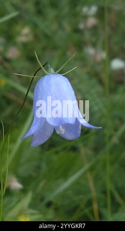 Harebell Complex (Campanula rotundifolia Stock Photo - Alamy
