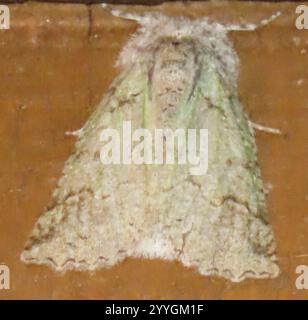 Forest Semilooper (Declana floccosa Stock Photo - Alamy