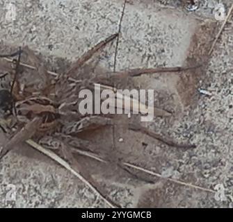 Radiated Wolf Spider (Hogna radiata Stock Photo - Alamy