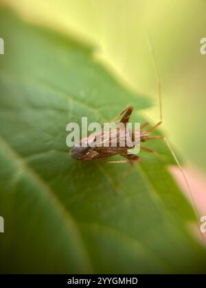 long-legged plant bug (Phytocoris varipes Stock Photo - Alamy