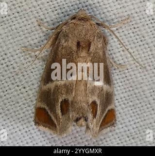 Shagreened Slug Moth (Apoda biguttata Stock Photo - Alamy