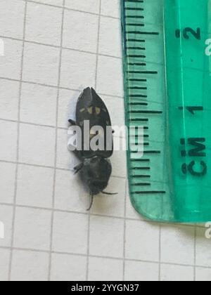 Charcoal Beetle (Melanophila consputa Stock Photo - Alamy