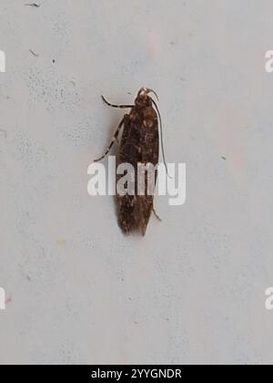 Dark Groundling (Bryotropha affinis Stock Photo - Alamy