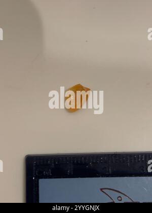 Elliptical Trough Shell (Spisula elliptica) Mollusca Stock Photo - Alamy