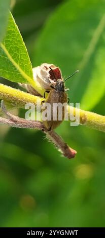 Rough-haired Lagria Beetle (Lagria hirta Stock Photo - Alamy