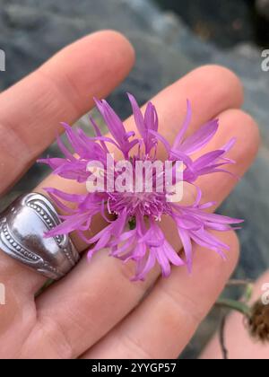 Monckton's Knapweed (Centaurea × moncktonii Stock Photo - Alamy