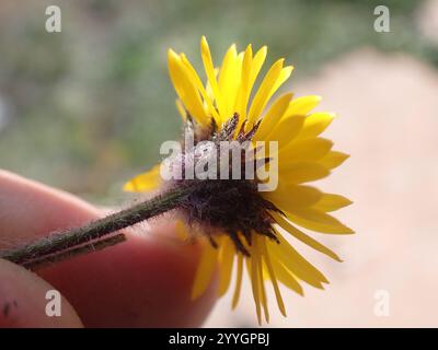 Alpine Yellow Fleabane (Erigeron aureus Stock Photo - Alamy