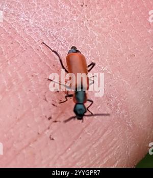 Red Malachite Beetle (Anthocomus rufus Stock Photo - Alamy