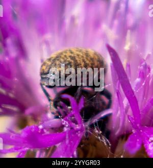 Blunt Knapweed Flower Weevil (Larinus obtusus), Insecta, 5072 Oeschgen ...