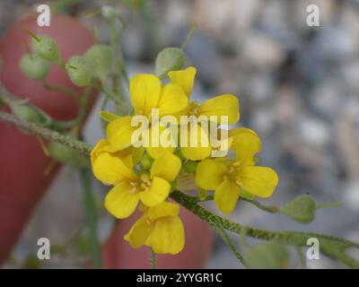 Gordon's bladderpod (Physaria gordonii Stock Photo - Alamy