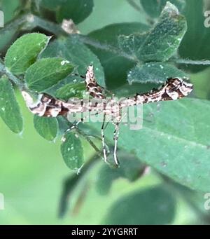 Geranium Plume Moth (Amblyptilia pica Stock Photo - Alamy
