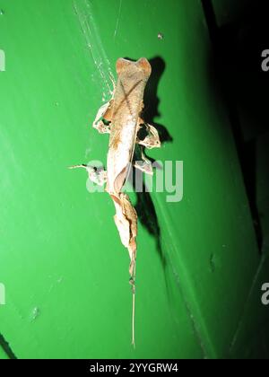 Common Ghost Mantis (Phyllocrania paradoxa Stock Photo - Alamy