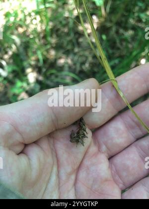 Cherokee sedge (Carex cherokeensis Stock Photo - Alamy