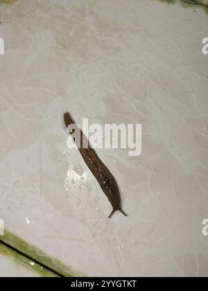 Chinese Slug (Meghimatium bilineatum Stock Photo - Alamy