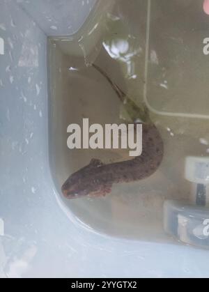Common Mudpuppy (Necturus maculosus Stock Photo - Alamy