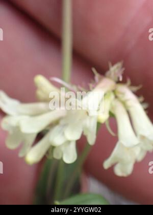 Yellow Beardtongue (Penstemon confertus Stock Photo - Alamy