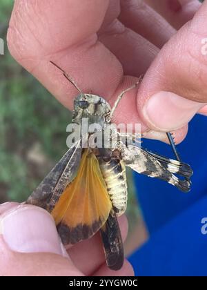 Plains Yellow-winged Grasshopper (Arphia simplex Stock Photo - Alamy
