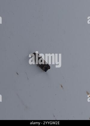 Eye-spotted Bud Moth (Spilonota ocellana Stock Photo - Alamy