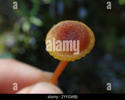 Hygrocybe subsect. Squamulosae (Squamulosae Stock Photo - Alamy