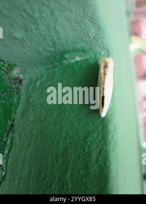 Flannel, Slug Caterpillar, Leaf Skeletonizer, and Allied Moths ...