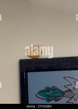 Elliptical Trough Shell (Spisula elliptica Stock Photo - Alamy