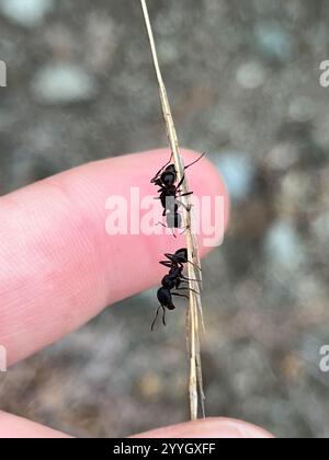 Andre's Harvester Ant (Veromessor andrei Stock Photo - Alamy