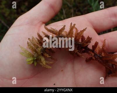 Papillose Peatmoss (Sphagnum papillosum Stock Photo - Alamy