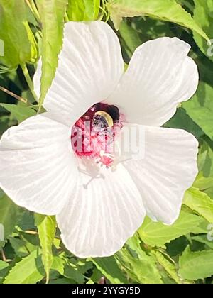 Halberd-leaf Rosemallow (Hibiscus laevis Stock Photo - Alamy