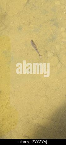 Acilius sulcatus lesser diving beetle larva eating backswimmer nymph ...