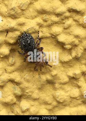 Downy jumping spider (Attulus pubescens Stock Photo - Alamy