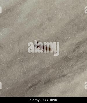 Black Webspinner (Oligotoma nigra Stock Photo - Alamy