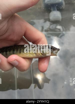 Common Logperch (Percina caprodes Stock Photo - Alamy