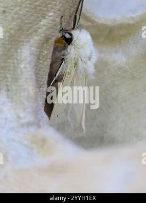 Water Ermine (Spilosoma urticae Stock Photo - Alamy