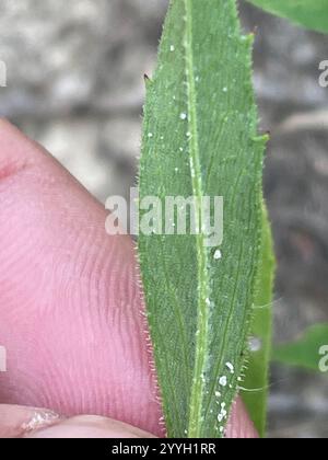 Slender Scratch Daisy (Croptilon divaricatum Stock Photo - Alamy
