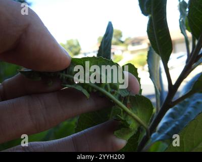 toyon gall thrips (Liothrips ilex Stock Photo - Alamy