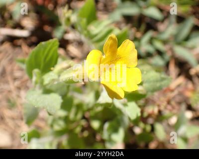 musk monkeyflower (Erythranthe moschata Stock Photo - Alamy