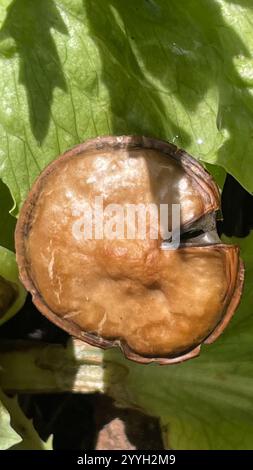 Banded Mottlegill (Panaeolus cinctulus Stock Photo - Alamy