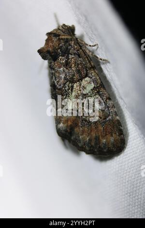 Wandering Brocade Moth (Fishia illocata Stock Photo - Alamy