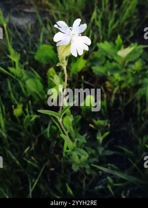 evening lychnis (Silene latifolia alba Stock Photo - Alamy