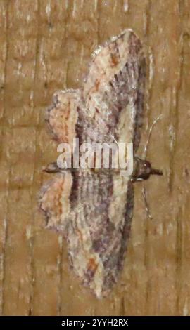 Australian Pug Moth (Chloroclystis filata), Insecta, Southland District ...