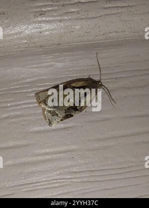 Gray Archips Moth (Archips grisea Stock Photo - Alamy