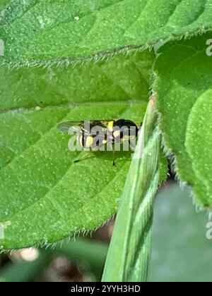 Four-barred Major (Oxycera rara Stock Photo - Alamy