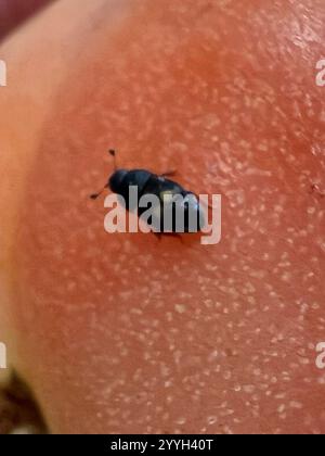 Dried Fruit Beetle (Carpophilus hemipterus Stock Photo - Alamy