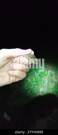 Sand Toad (Vandijkophrynus angusticeps Stock Photo - Alamy