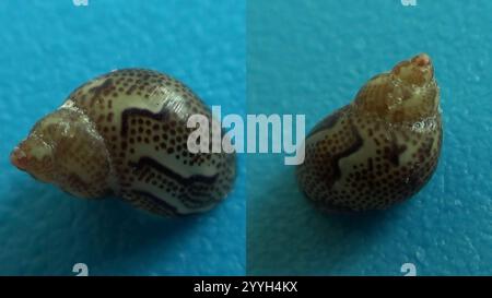 Pheasant Shell - Tricolia pullus Stock Photo - Alamy