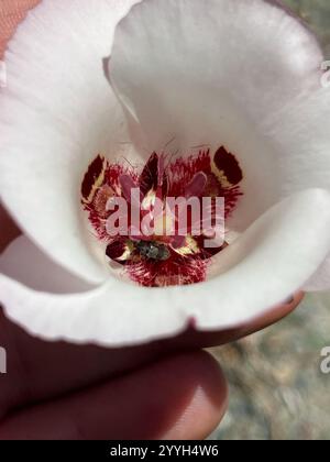 la panza mariposa lily (Calochortus simulans Stock Photo - Alamy