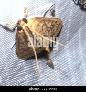 American Lotus Borer Moth (Ostrinia penitalis) Insecta Stock Photo - Alamy