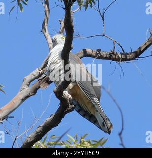 Pacific Baza (Aviceda subcristata Stock Photo - Alamy